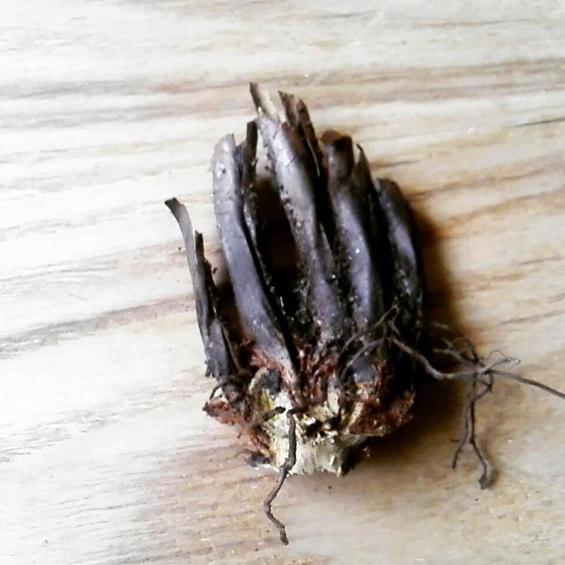 Lucky Hand Root | Hearth Wisdom Store